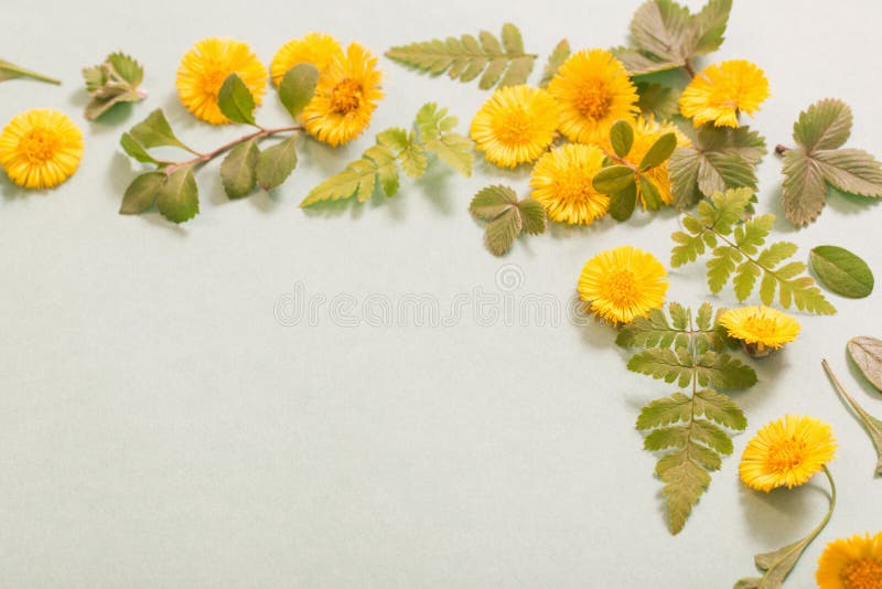 The Spring Yellow Flowers on Paper Background Stock Photo - Image of ...