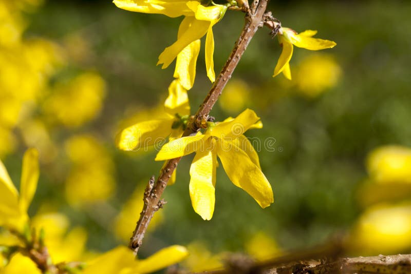 Spring yellow flowers stock image. Image of blossom - 130440873