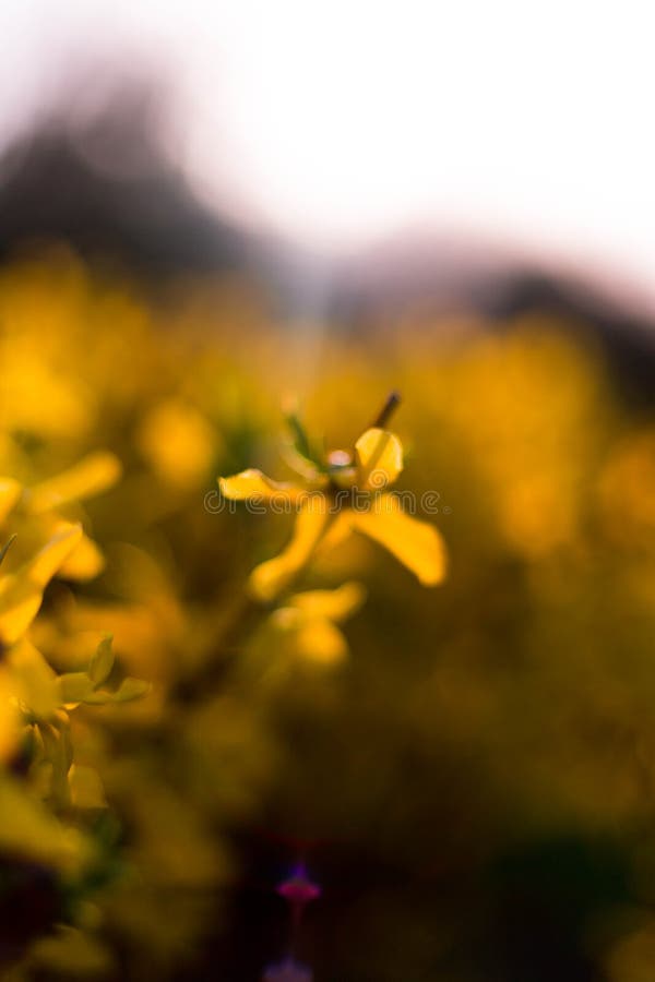 Spring Yellow Flowers on Sunset Background Stock Photo - Image of white ...