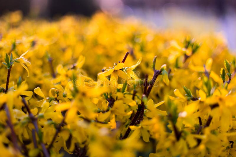 Spring Yellow Flowers on Sunset Background Stock Photo - Image of ...