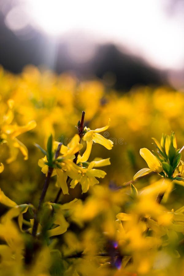 Spring Yellow Flowers on Sunset Background Stock Photo - Image of green ...