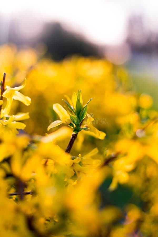 Spring Yellow Flowers on Sunset Background Stock Image - Image of ...