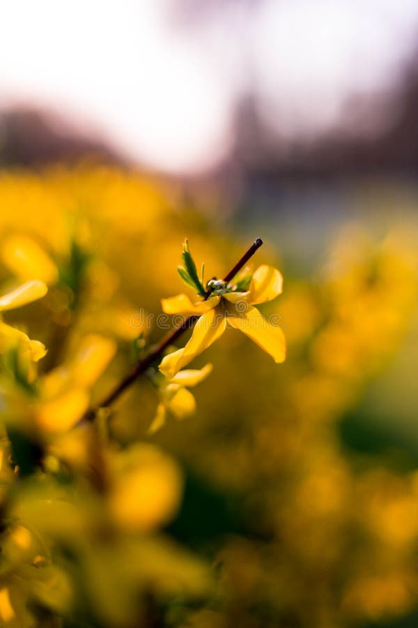 Spring Yellow Flowers on Sunset Background Stock Image - Image of ...