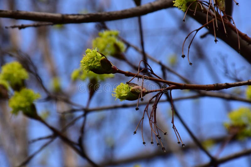 Spring Yellow Flowers on Thin Twigs. Blue Blurred Natural Background ...