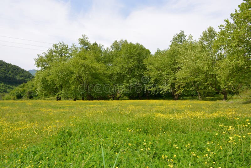 Spring Yellow Flowers and Tree in Turkey Stock Photo - Image of closeup ...