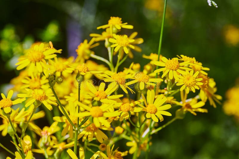 Spring Yellow Flowers Up Close Stock Photo - Image of field, outdoor ...
