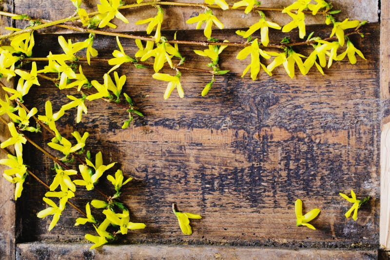 Spring Yellow Flowers on Wooden Background Stock Image - Image of ...