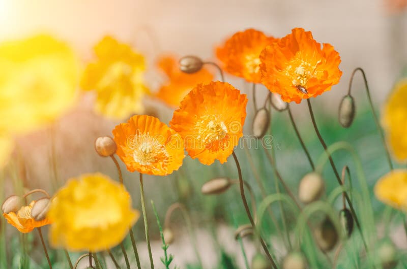Spring Yellow and Orange Poppy Flowers in the Sun Stock Photo - Image ...