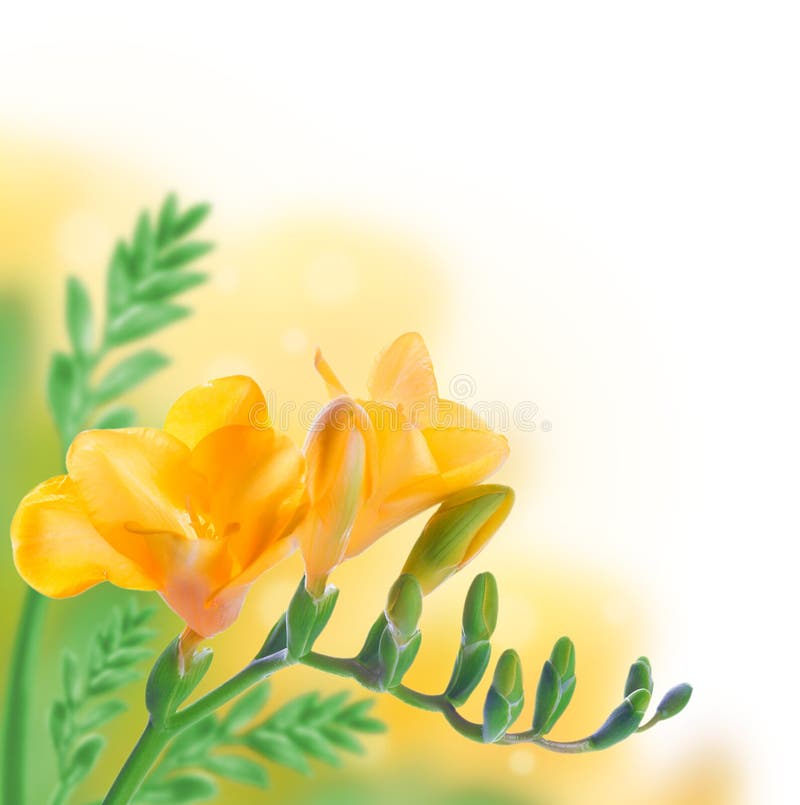 Spring yellow primrose stock photo. Image of season, nature - 40972576