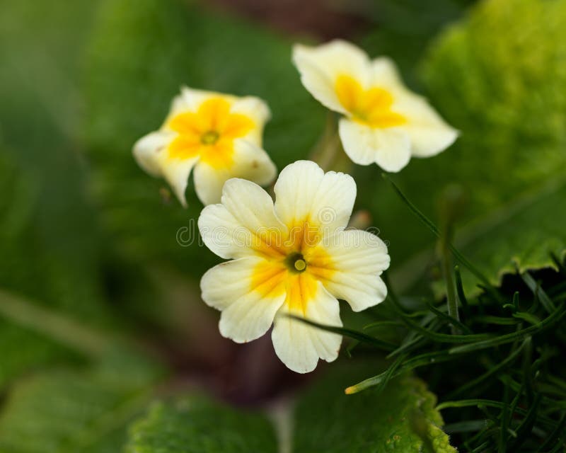 Yellow primula stock photo. Image of beautiful, botanical - 90125682