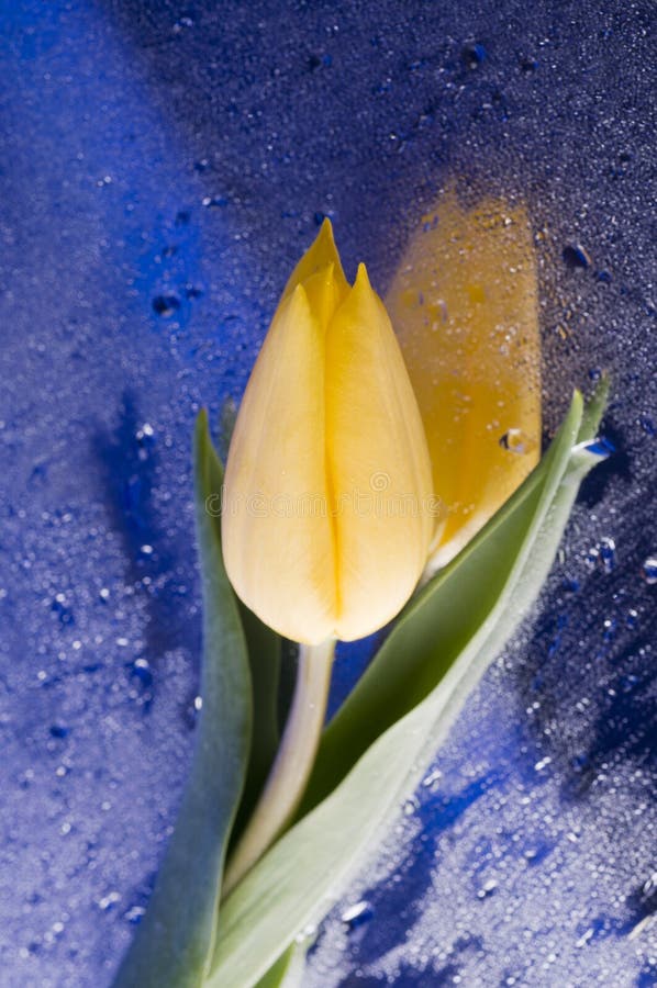 Spring Yellow Tulip Blossom Stock Image - Image of growth, environment ...