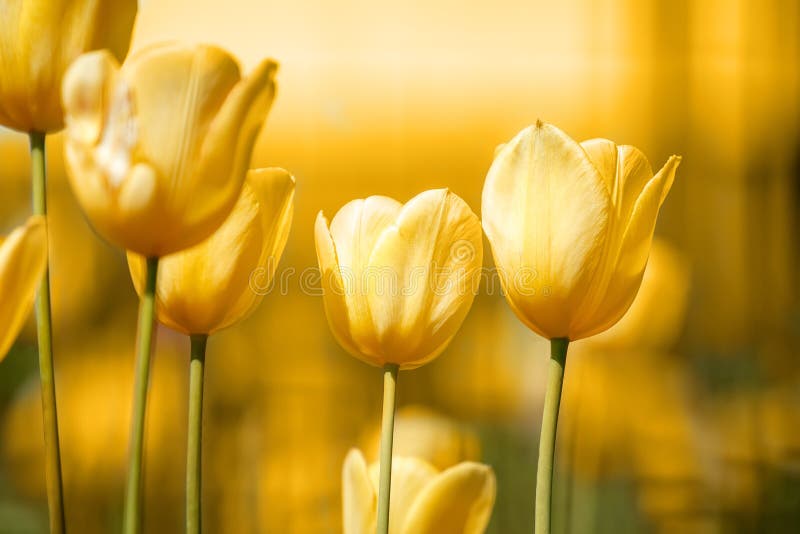 Spring yellow tulips stock photo. Image of color, light - 24909970