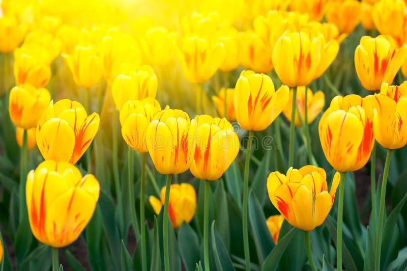 Spring yellow daffodils stock photo. Image of easter - 14703350