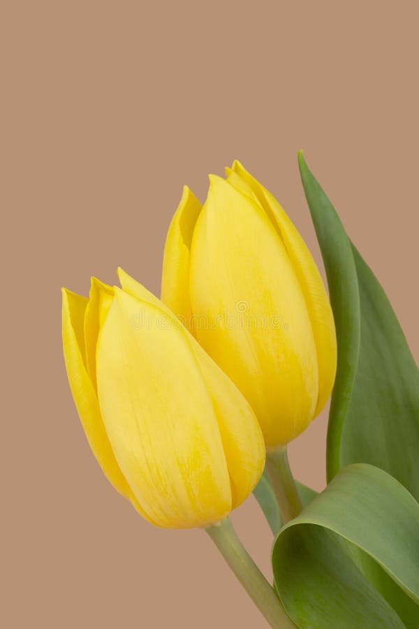 Spring yellow tulips stock image. Image of natural, bright - 69870015