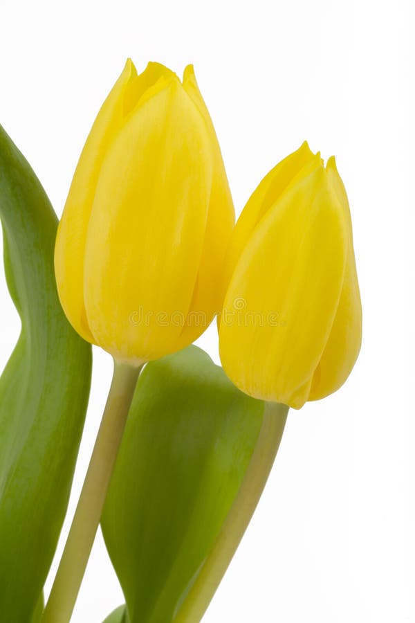 Spring yellow tulips stock photo. Image of head, colorful - 70781496
