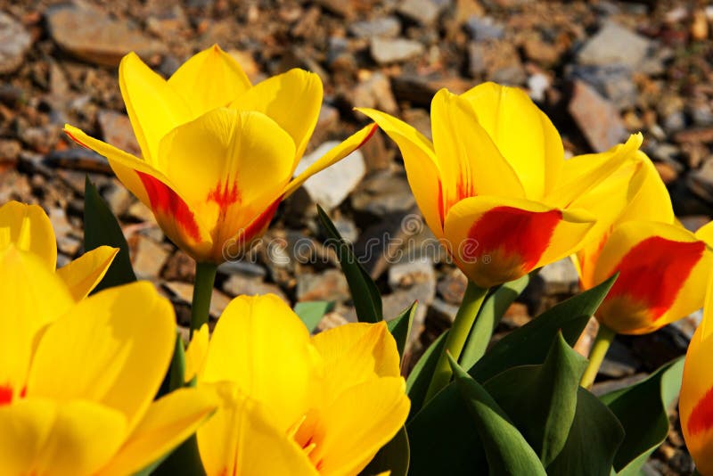 Spring yellow tulips stock image. Image of green, gardening - 39421603