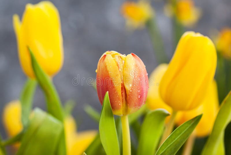 Spring Yellow Tulips Bouquet on Gray Background Stock Image - Image of ...