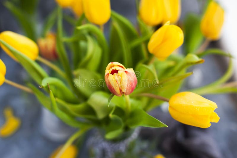 Spring Yellow Tulips Bouquet on Gray Background Stock Image - Image of ...