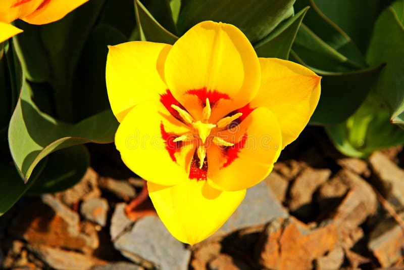 Spring yellow tulips stock photo. Image of scenic, nature - 39421536