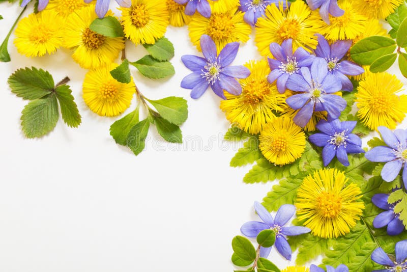 The Spring Yellow and Violet Flowers on Paper Background Stock Photo ...