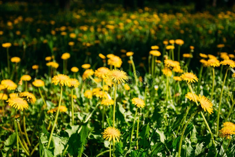 Spring Yellow Wild Flowers Dandelions Field Meadow Stock Image - Image ...