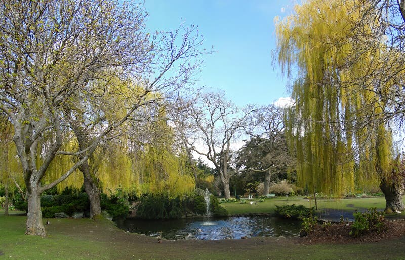 Spring, Yellow Willows and Pond Stock Photo - Image of yellow, canada ...