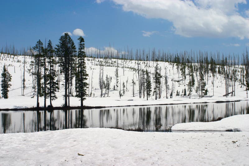 Spring in Yellowstone stock image. Image of national, winter - 2329625