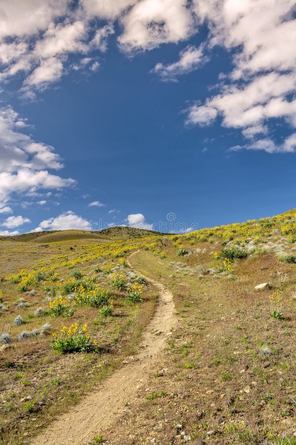 Spring Yelow Flowers with a Trail Stock Image - Image of beautiful ...