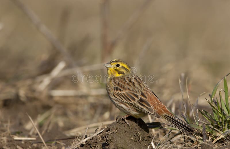 Yellow start stock image. Image of bird, waiting, yellow - 103790089