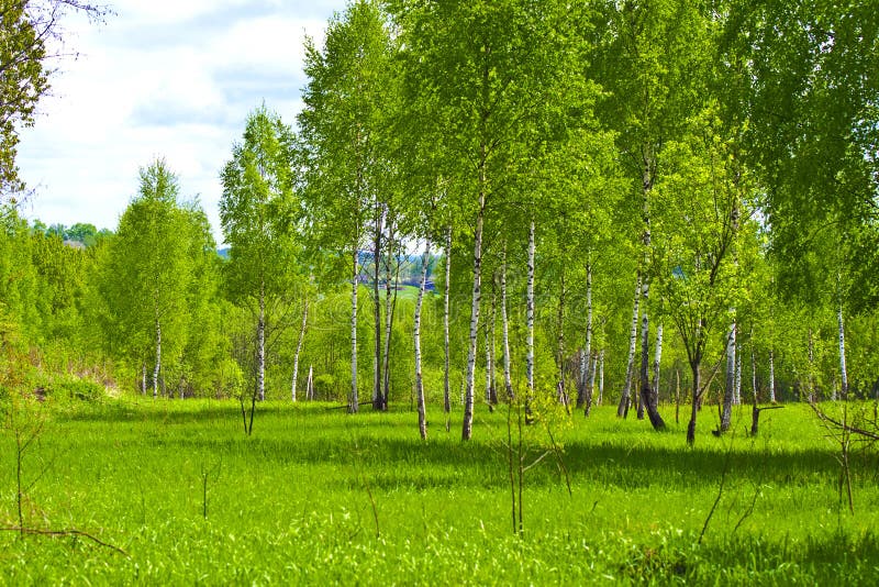 Spring. Young Birch Trees in Fresh Greens Stock Image - Image of spring ...