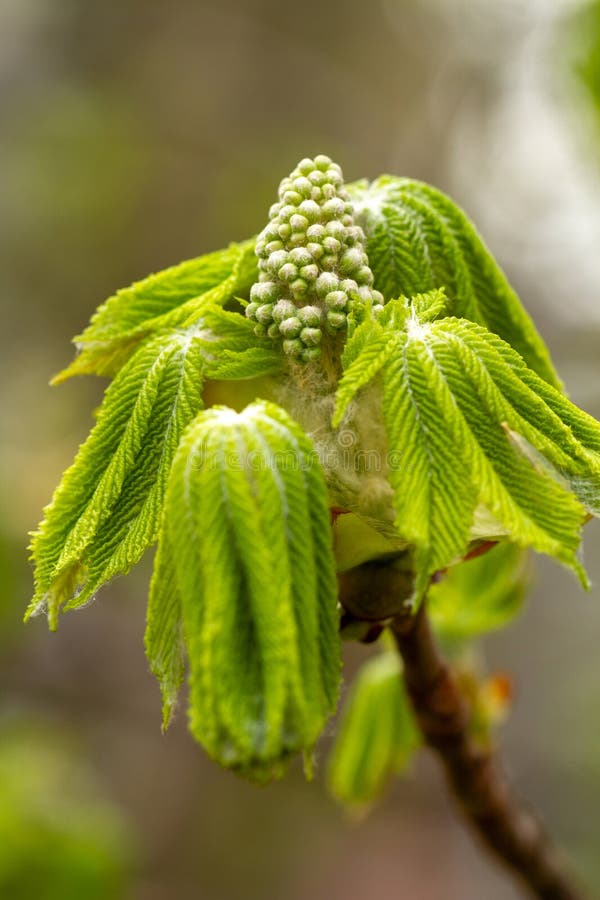 Spring, Young Blooms of Trees, Horse Chestnut Tree, Aesculus Stock ...
