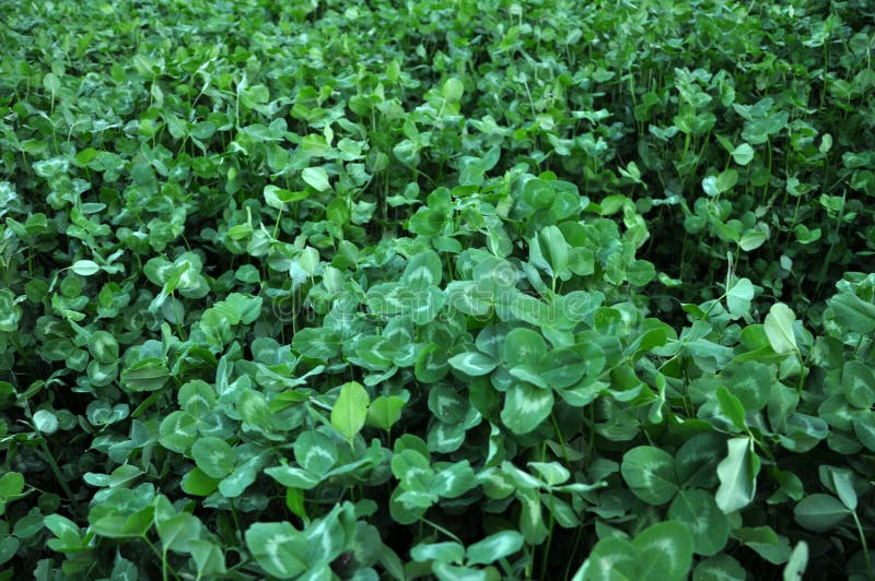 In the Spring, a Young Clover Grows Stock Photo - Image of husbandry ...