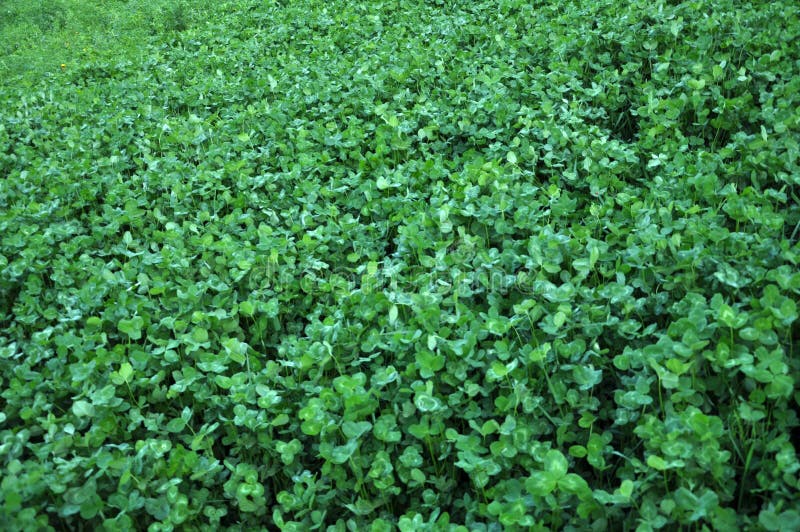 The Red Clover Grows in the Meadow Stock Image - Image of blossom, leaf ...