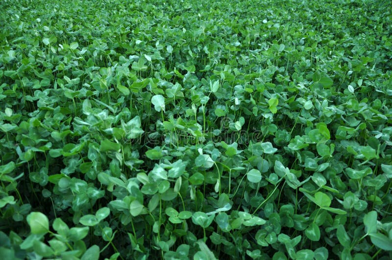 The Red Clover Grows in the Meadow Stock Image - Image of blossom, leaf ...