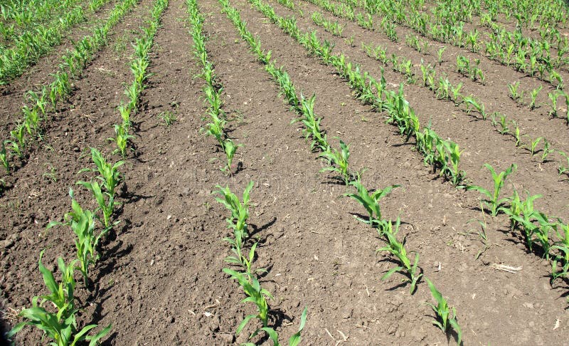 Sprouts of Young Corn Sprouted on the Farm Field Stock Image - Image of ...
