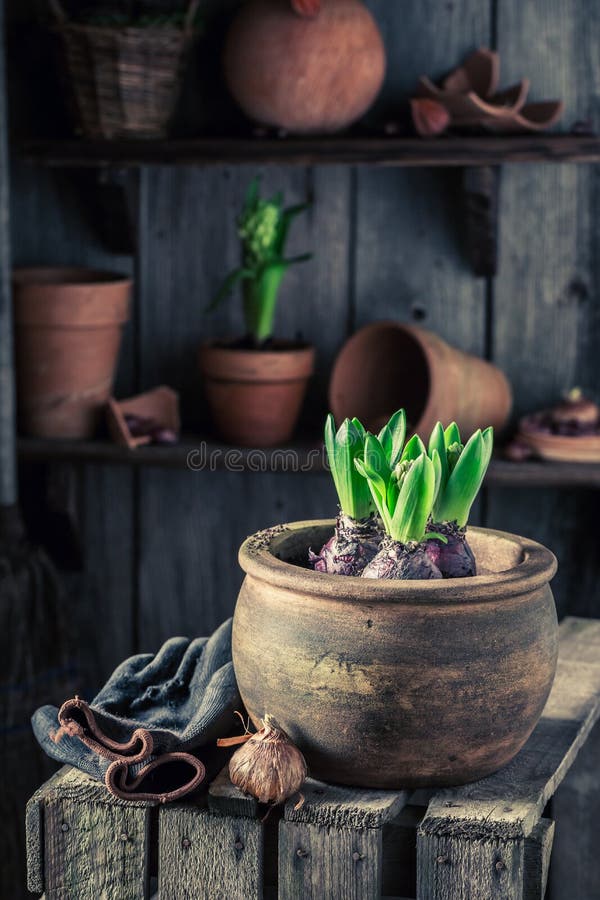 Spring and Young Flowers with Red Clay Pots Stock Image - Image of dark ...