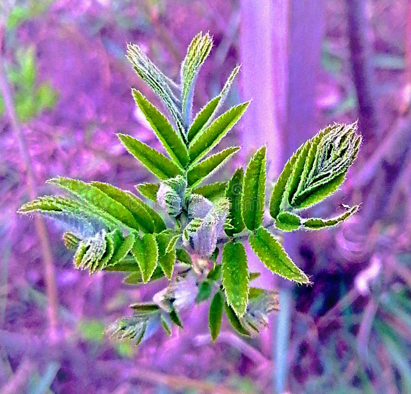 Young foliage close up stock photo. Image of bloom, leaves - 246191156