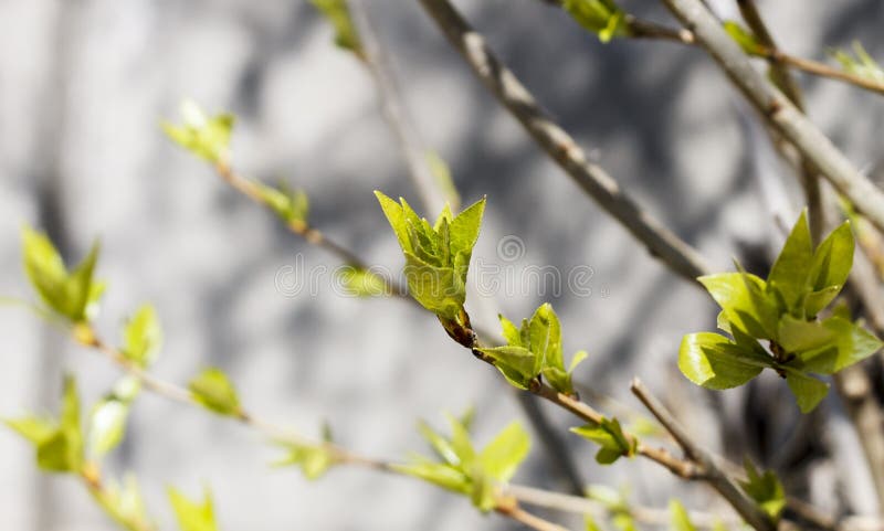 Spring Young Foliage on a Gray Background Stock Image - Image of blurry ...
