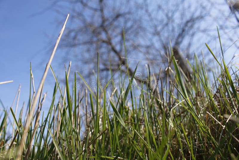 Spring young grass stock image. Image of clouds, wheat - 138776959