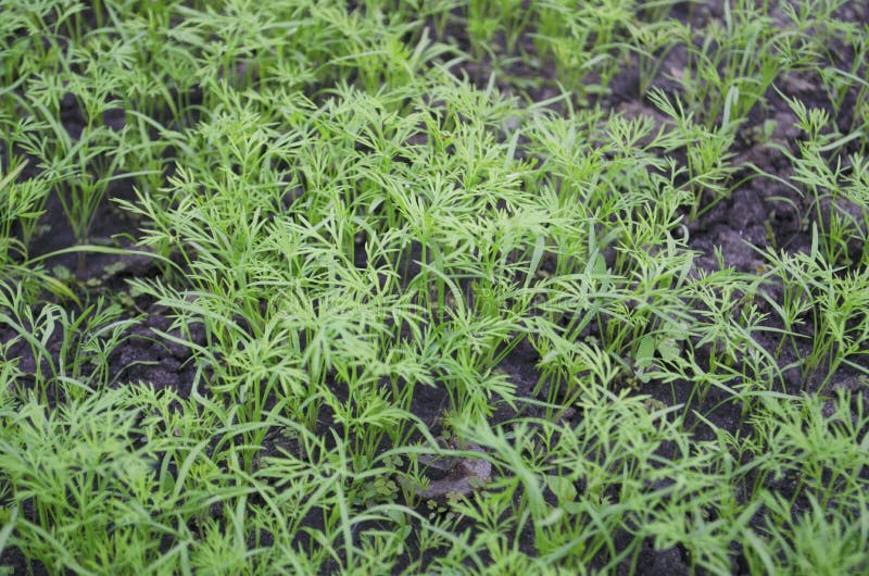 In Spring, a Young Green Dill Grew in a Greenhouse. Top View and Side ...