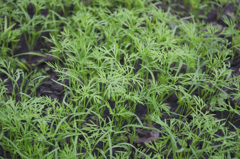 In Spring, a Young Green Dill Grew in a Greenhouse. Top View and Side ...