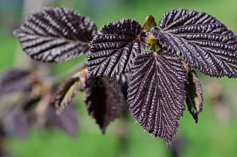 Young Hazelnut Leaves on an Orange Background Stock Photo - Image of ...
