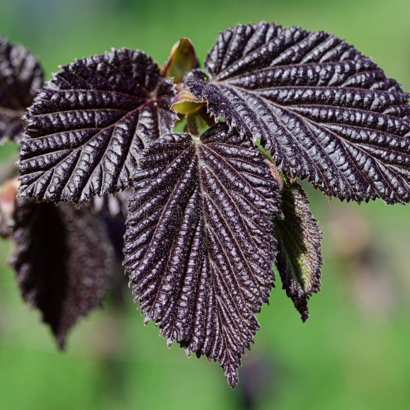 Young Hazelnut Leaves on an Orange Background Stock Photo - Image of ...