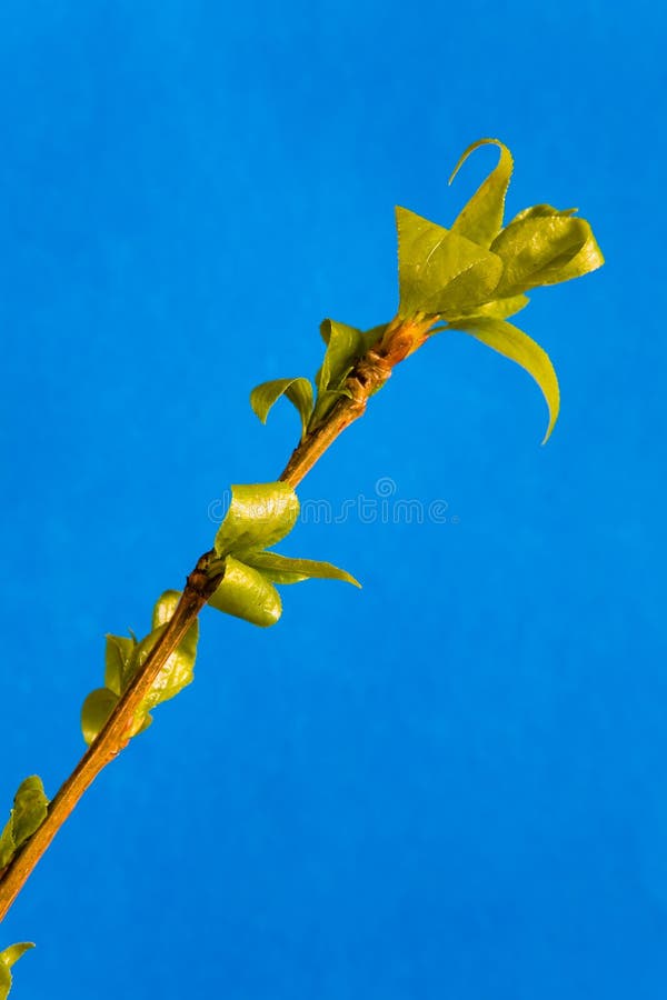 Spring Young Leafs of a Plant on a Blue Background. Stock Photo - Image ...