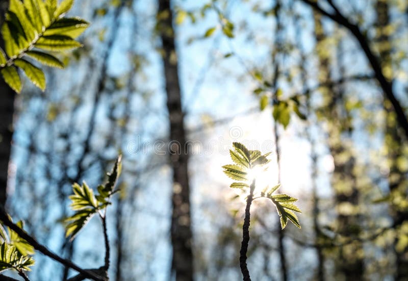 Spring young leaves stock image. Image of rays, nature - 72506677