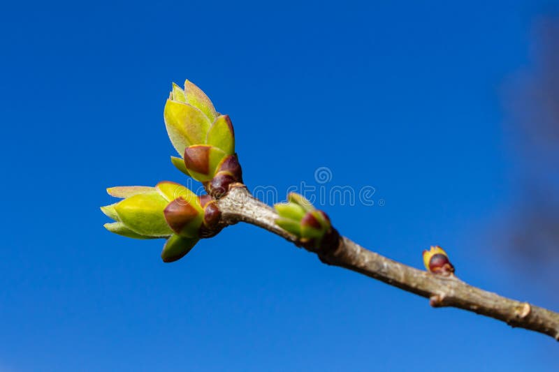 Spring Young Leaves on the Trees Against the Background of a Spring ...