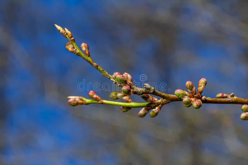 Spring Young Leaves on the Trees Against the Background of a Spring ...