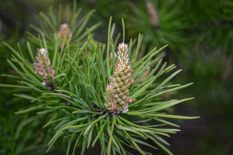 Spring. Young Pine Shoot on a Blurry Background Close-up Stock Photo ...