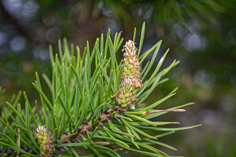 Spring. Young Pine Shoot on a Blurry Background Close-up Stock Image ...