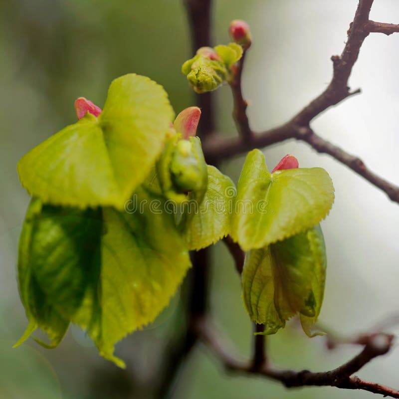 The Spring Shoots of the Tree Stock Image - Image of pink, buds: 142449073